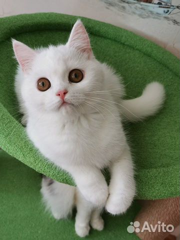 Продаются замечательные шотландские котята