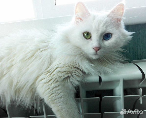 Кошка-разноглазка в добрые руки