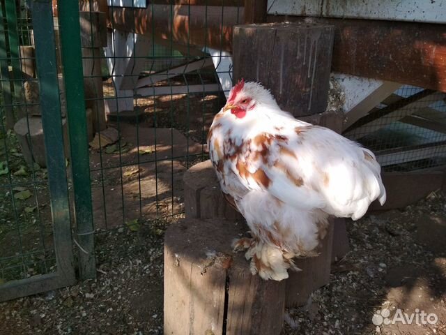 Карликовых кохинхин