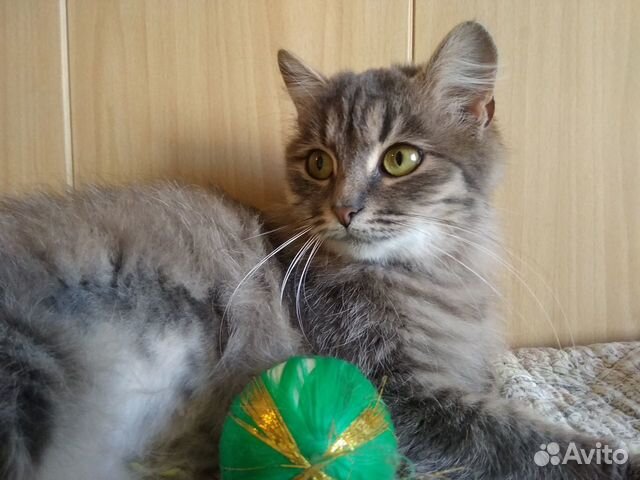 Кошка по имени Молли ищет дом