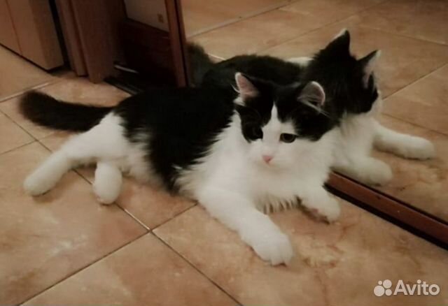 Котенок Ларри Кинг 5 мес