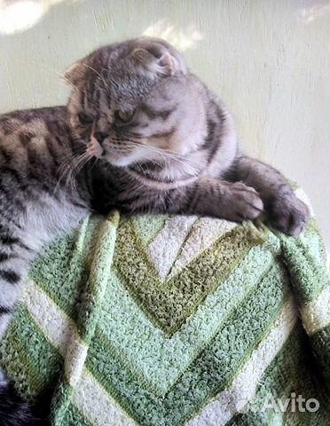 Роскошный Соломон - украшение вашей жизни