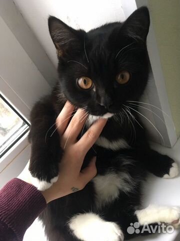 Котёнок