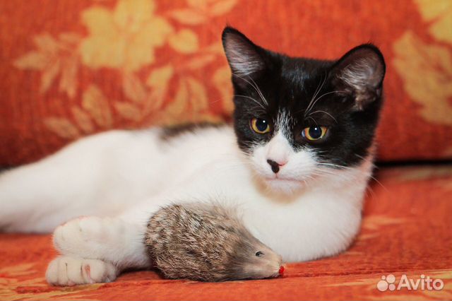 Котёнок в дар