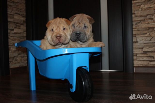 Шар-Пей - складчатое счастье