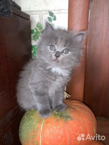 Котята персидские