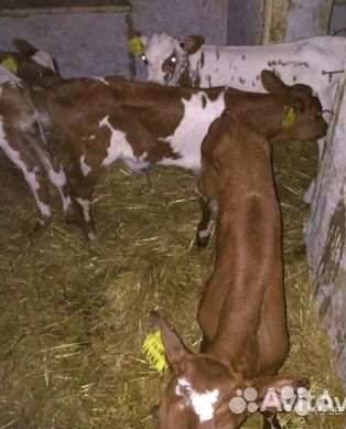 Бычки и телочки