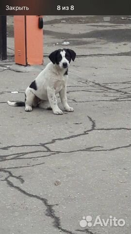 Шикарный щенок