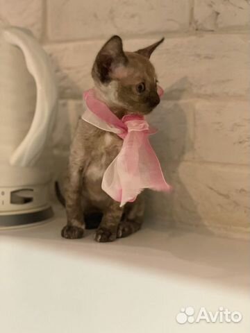 Голубая девочка Корнишрекс