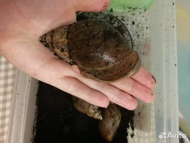 Улитки ахатины 10 см