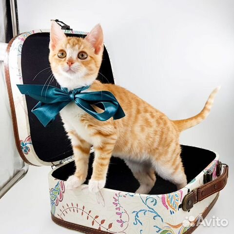 Котята в дар