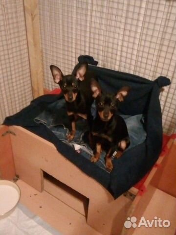 Пражский Крысарик