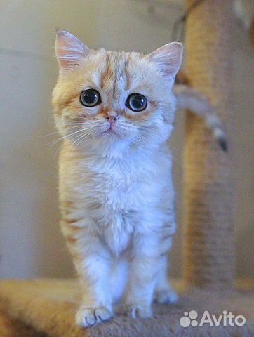 Золотая шиншила Тимоша