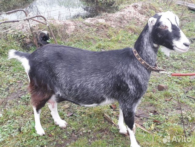 Продам двойную козу