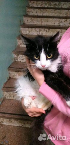 Кошечка Милочка