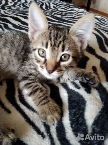 Кошечка 2 месяца - Тигруля Баловнюля