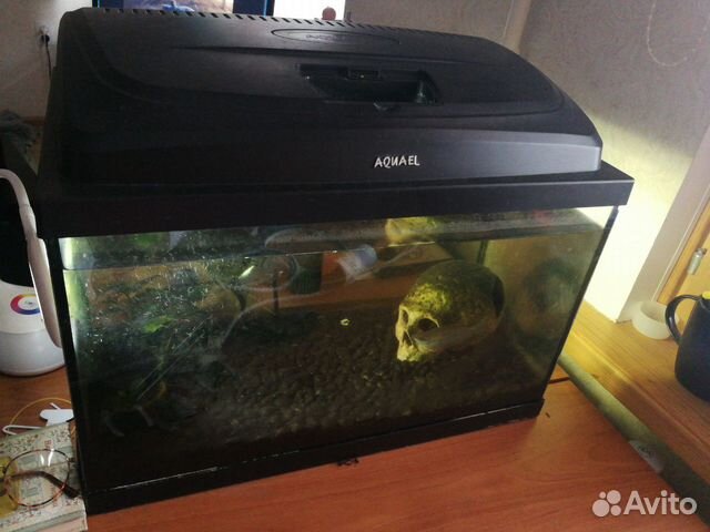 Аквариум 50 л. с наполнением