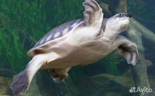 Свинорылая черепаха