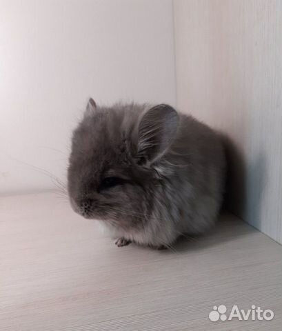 Шиншилла