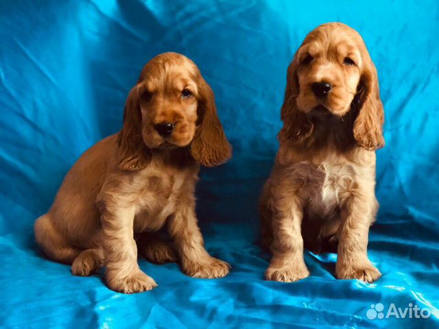 Английские рыжие кокерятки с РКФ