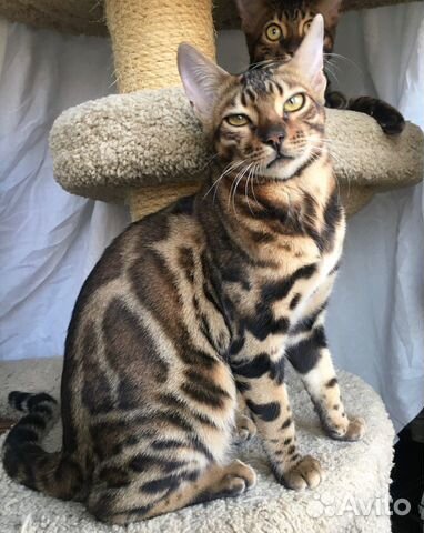 Питомник предлагает яркую Бенгальскую девочку