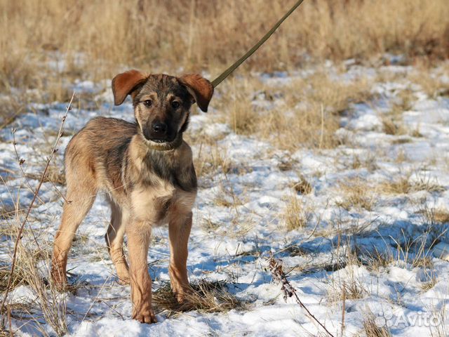 Отдам в добрые руки