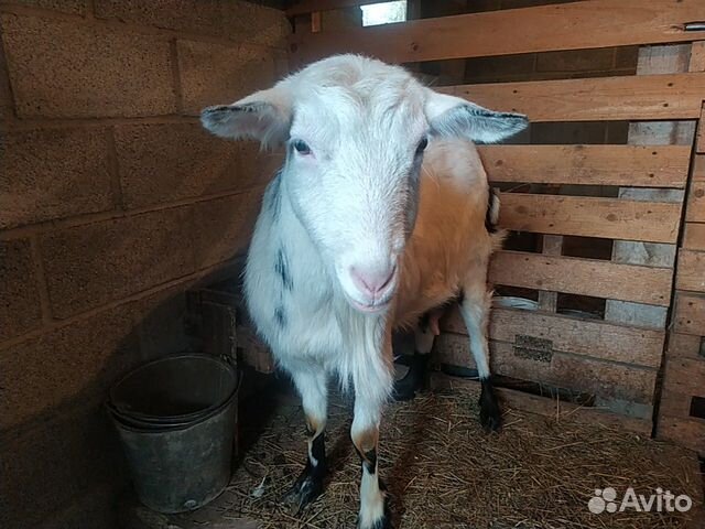 Коза на мясо