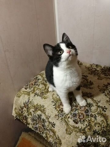 Сонечка 3 мес в добрые руки