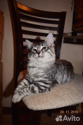 Кошечка 2,5 месяца