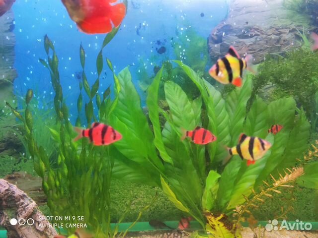 Рыбки барбус обмен