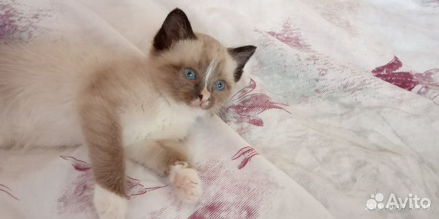 Котенок сиамский