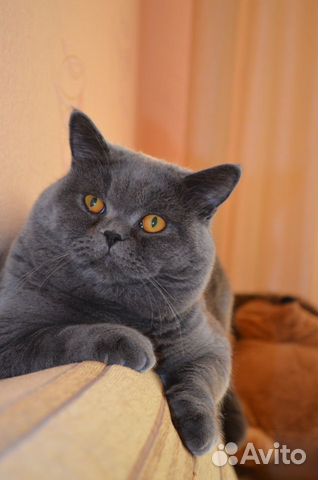 Вязка. Кот ищет кошку