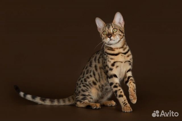 Бенгальская кошка