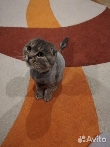 Шотландский вислоухий