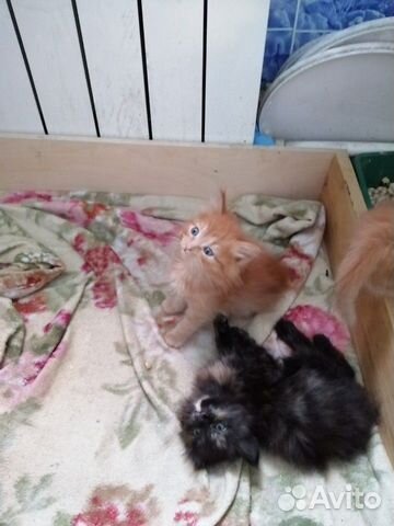 Симпатичные рыжики и трехцветная красавица