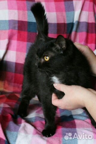 Котик