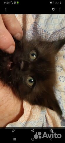 Продам котенка 2 месяца кот черный