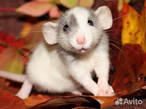 Малыши декоративные крысятки Дамба