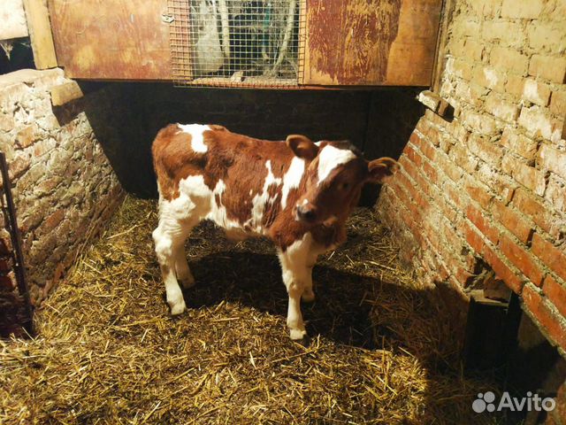 Бычок 1 месяц