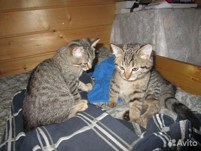 Пушистые непоседы