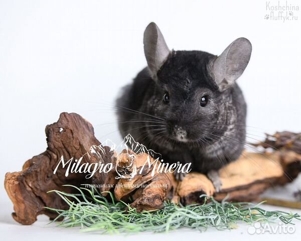 Шиншилла девочка черная