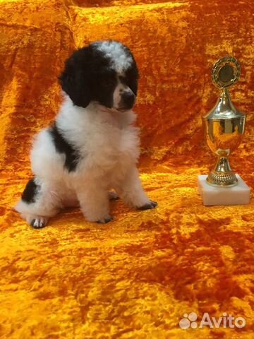 Той-пудель Арлекин