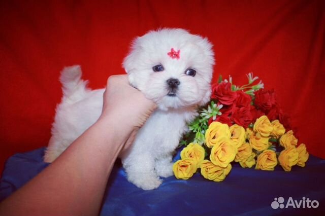 Прелестная девочка мальтезе 2 мес