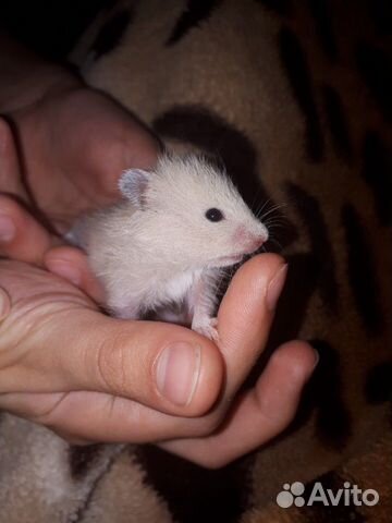 Сирийский хомяк