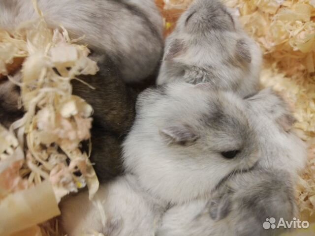 Хомячок джунгарский