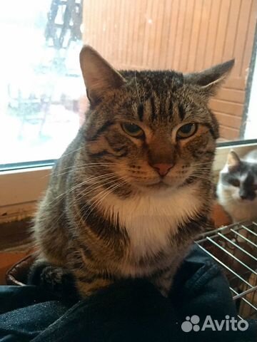 Молодой котик Рокки