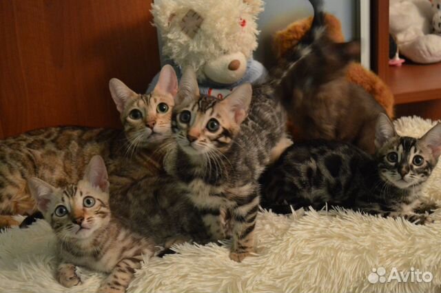 Новогодние бенгалята