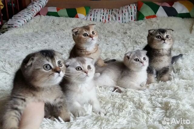 Шотладские вислоухие котята