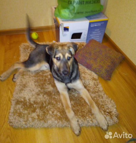Умнейший щенок Ричи в добрые руки