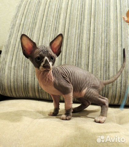 Канадский сфинкс